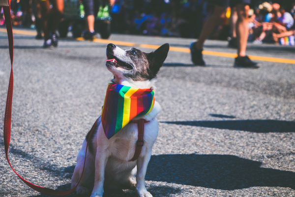 8 Fashion Ideas to Celebrate Pride Day with Furry Friends