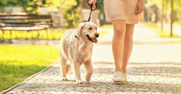 Daily Dog Care Routine: Checklist for Every Pet Parent