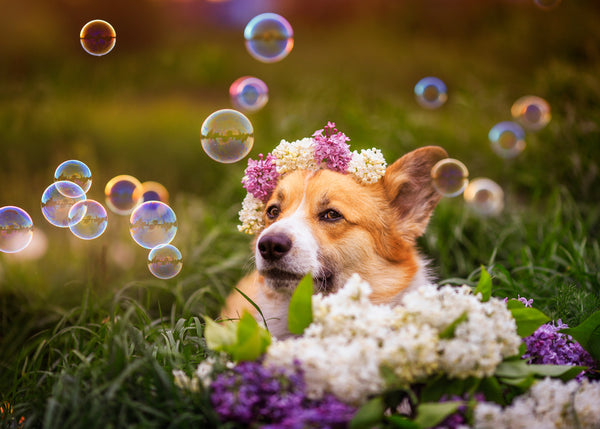 THE 7 BEST DOG ACCESSORIES FOR SPRING
